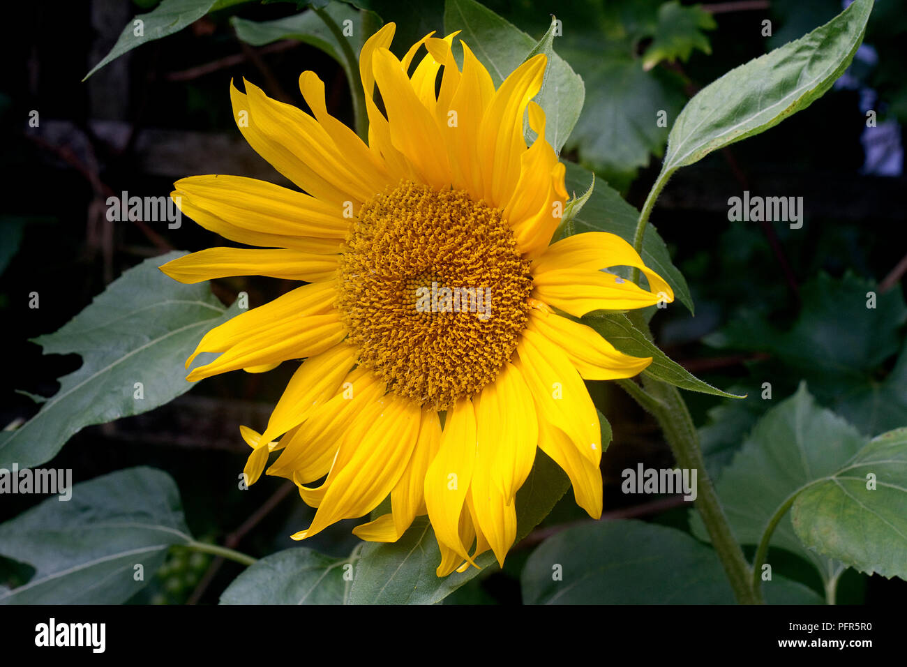 Capitula flower hi-res stock photography and images - Alamy
