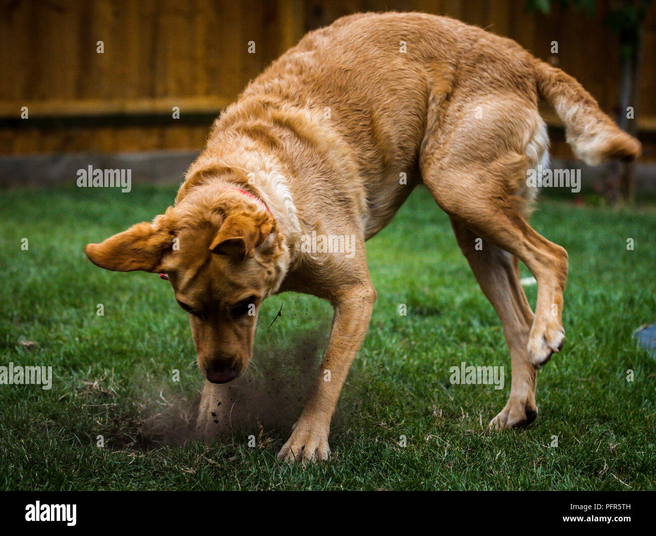 Labrador cute puppies garden hi-res stock photography and images - Alamy