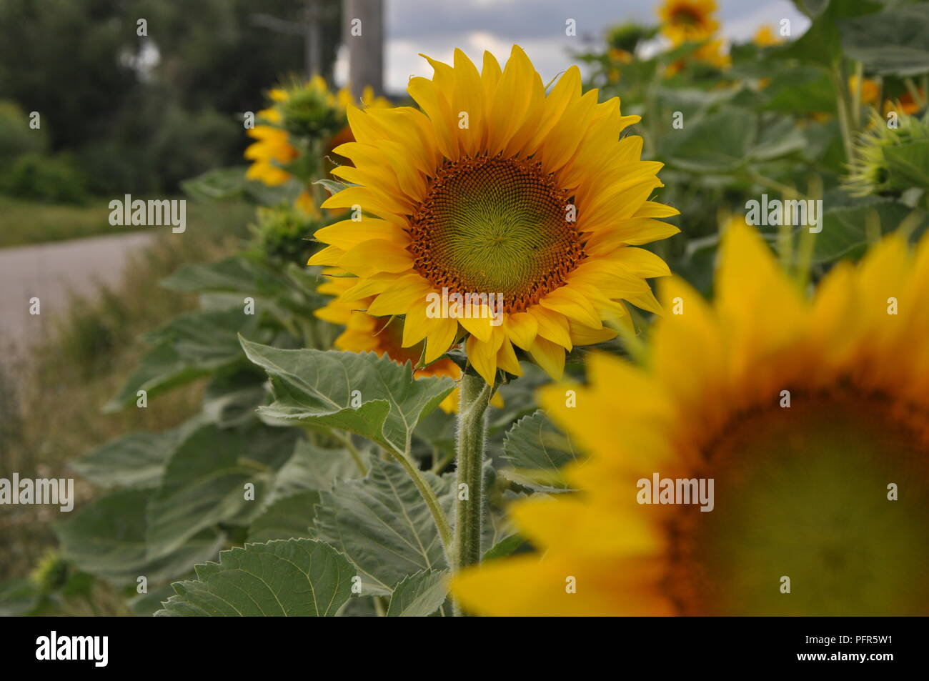 Sunflowers with nature hi-res stock photography and images - Alamy