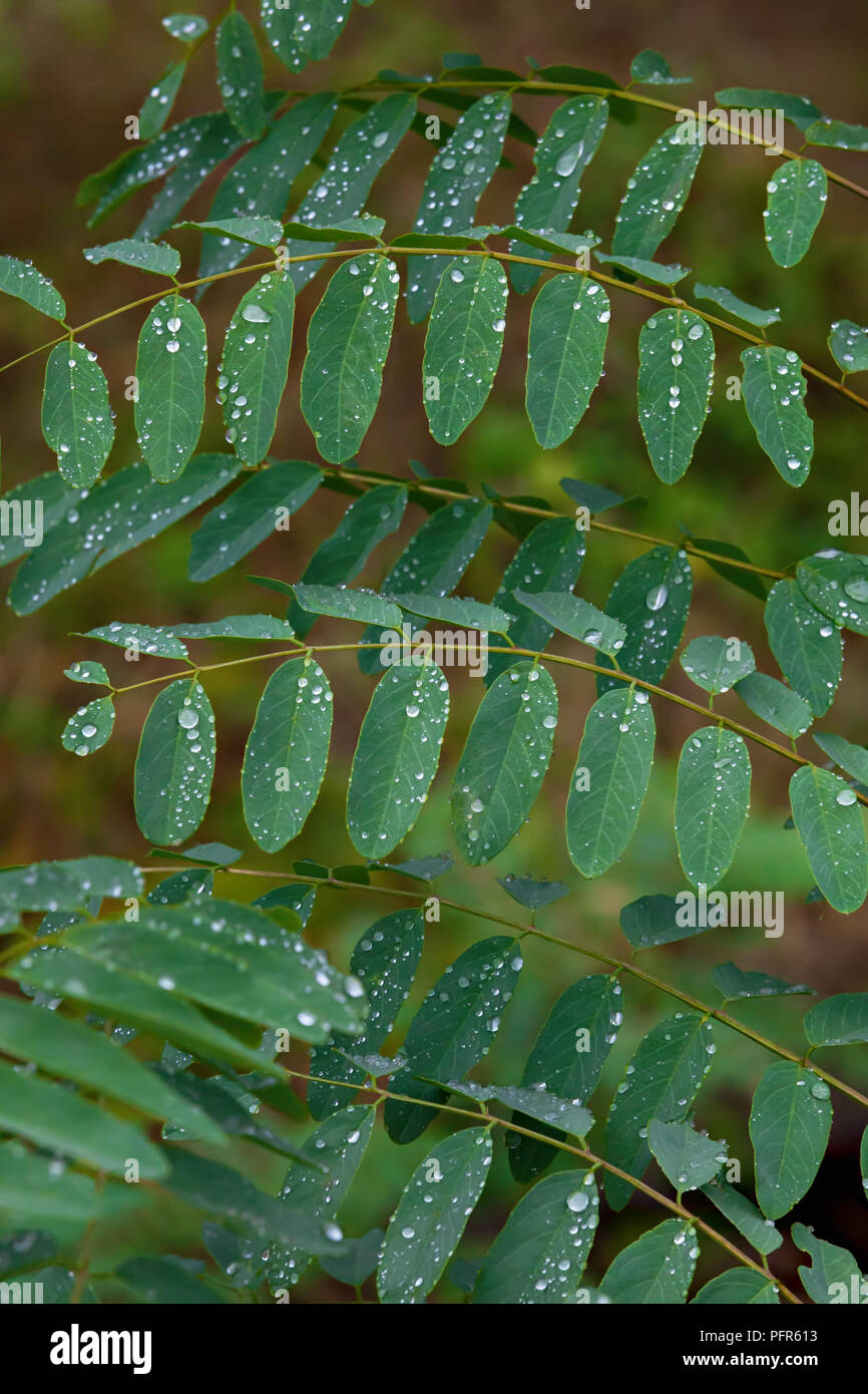 Black Locust tree branches with rain drops on leaves, vertical Stock ...