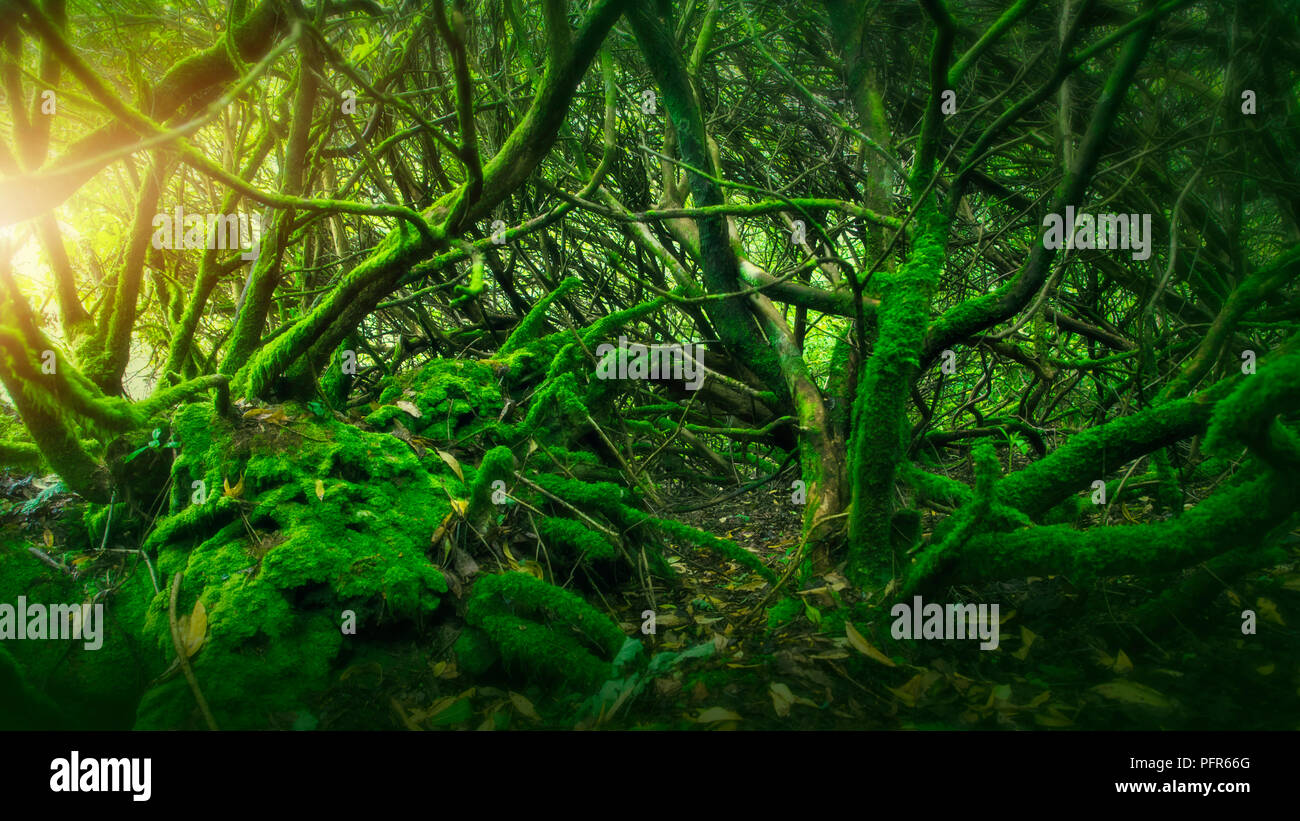 Mossy wood hi-res stock photography and images - Alamy