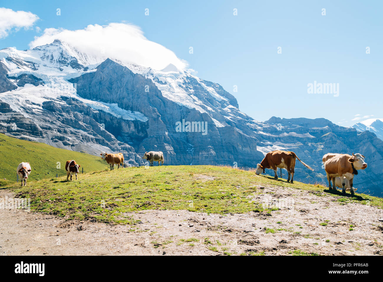 Cows and Swiss Alps mountain at Jungfrau region in Switzerland Stock ...