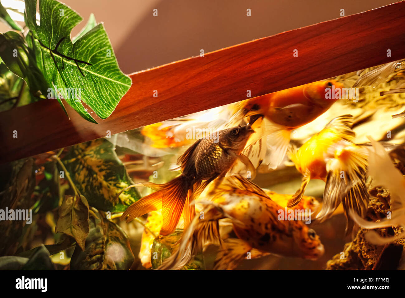 Fish in the aquarium illuminated Stock Photo - Alamy