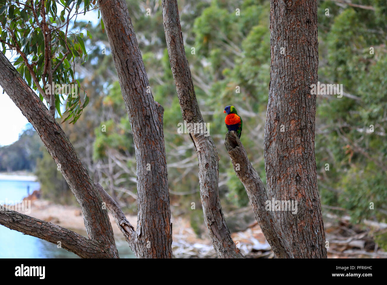 Australian parrot on branch hi-res stock photography and images - Alamy