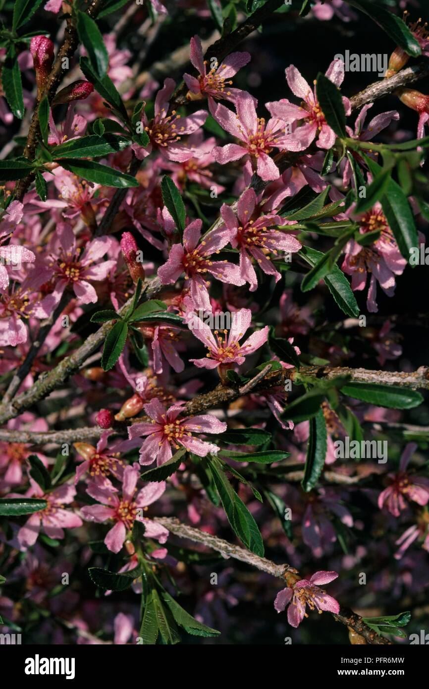 Pink blossom of Prunus tenella (Dwarf Russian Almond), close-up Stock ...