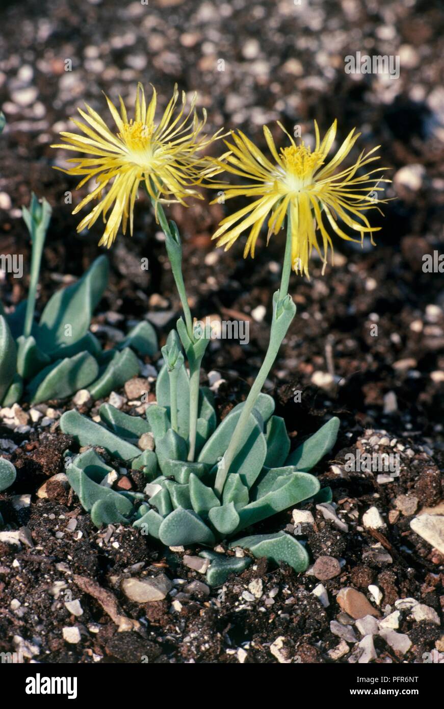 Rhombophyllum rhomboideum, yellow flowers and succulent leaves Stock ...