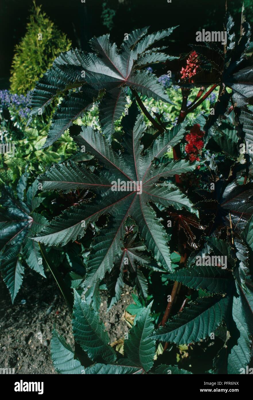 Leaves and flowers from Ricinus communis 'Impala' (Castor oil plant ...