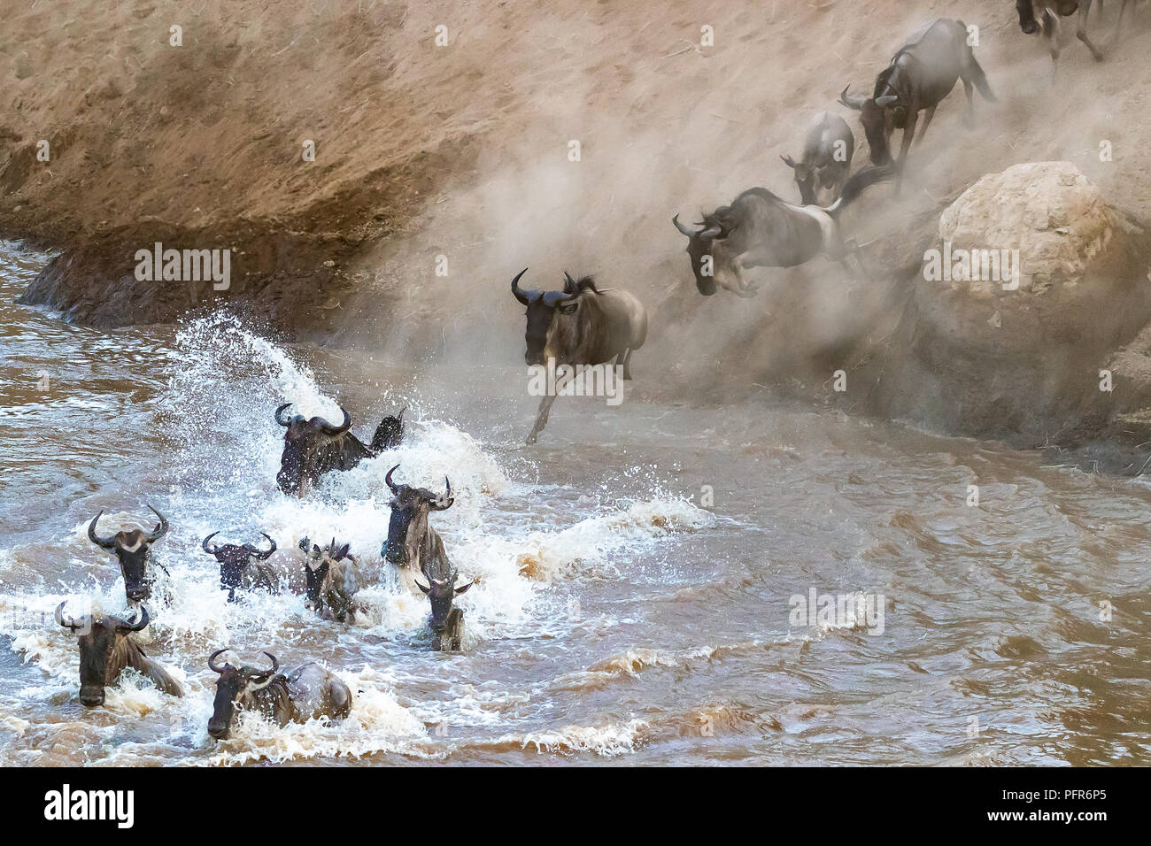 Wildebeest crossing the Mara River during the annual Great Migration ...