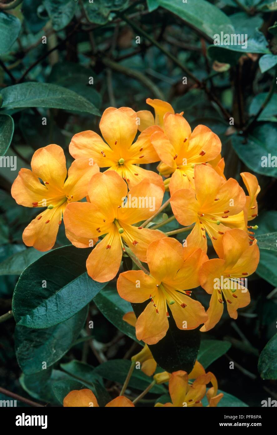 Orange-yellow flowers from Rhododendron macgregoriae, close-up Stock ...