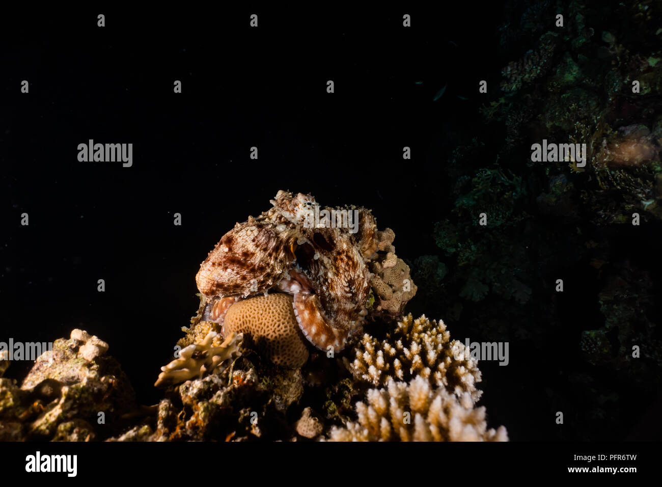 Octopus king of camouflage in the Red Sea, eilat israel a.e Stock Photo ...