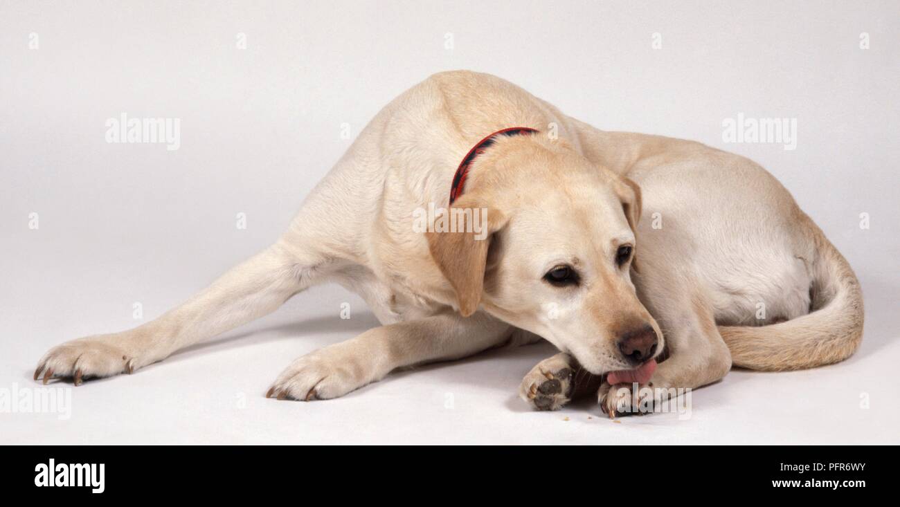 Labrador Retriever licking its paws Stock Photo - Alamy