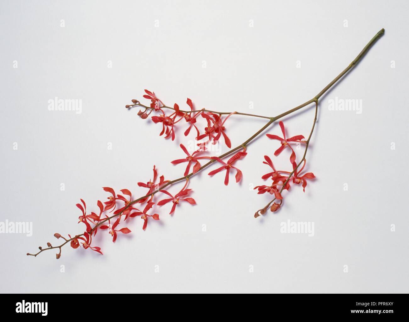 Dendrobium dendrobium sp hi-res stock photography and images - Alamy