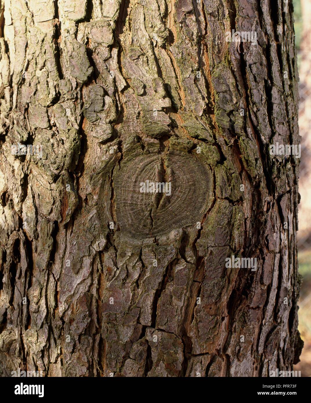 Removed branch hi-res stock photography and images - Alamy