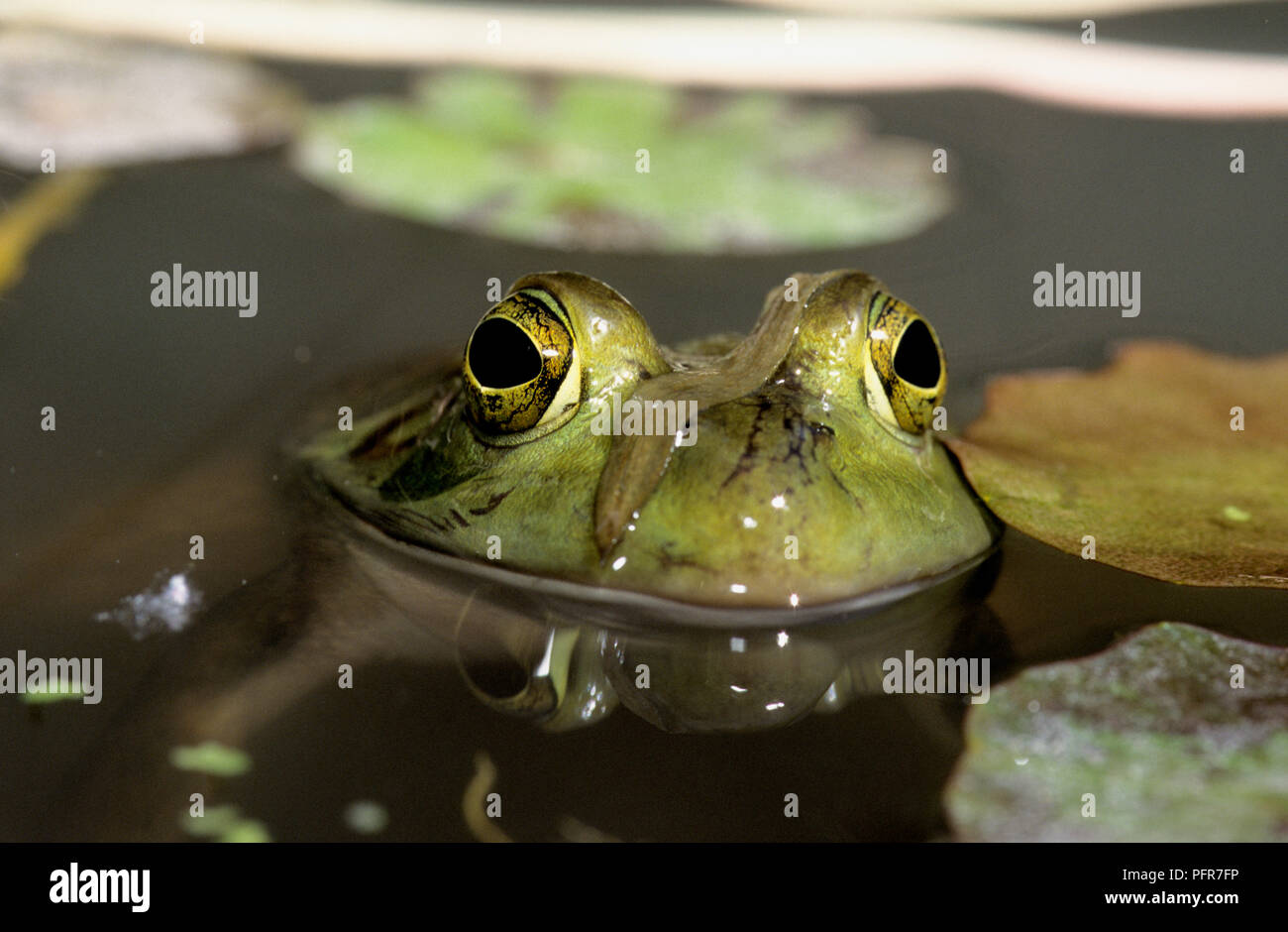 Bullfrog (Rana catesbeianus) or (Lithobates catesbeianus) in a swamp in ...