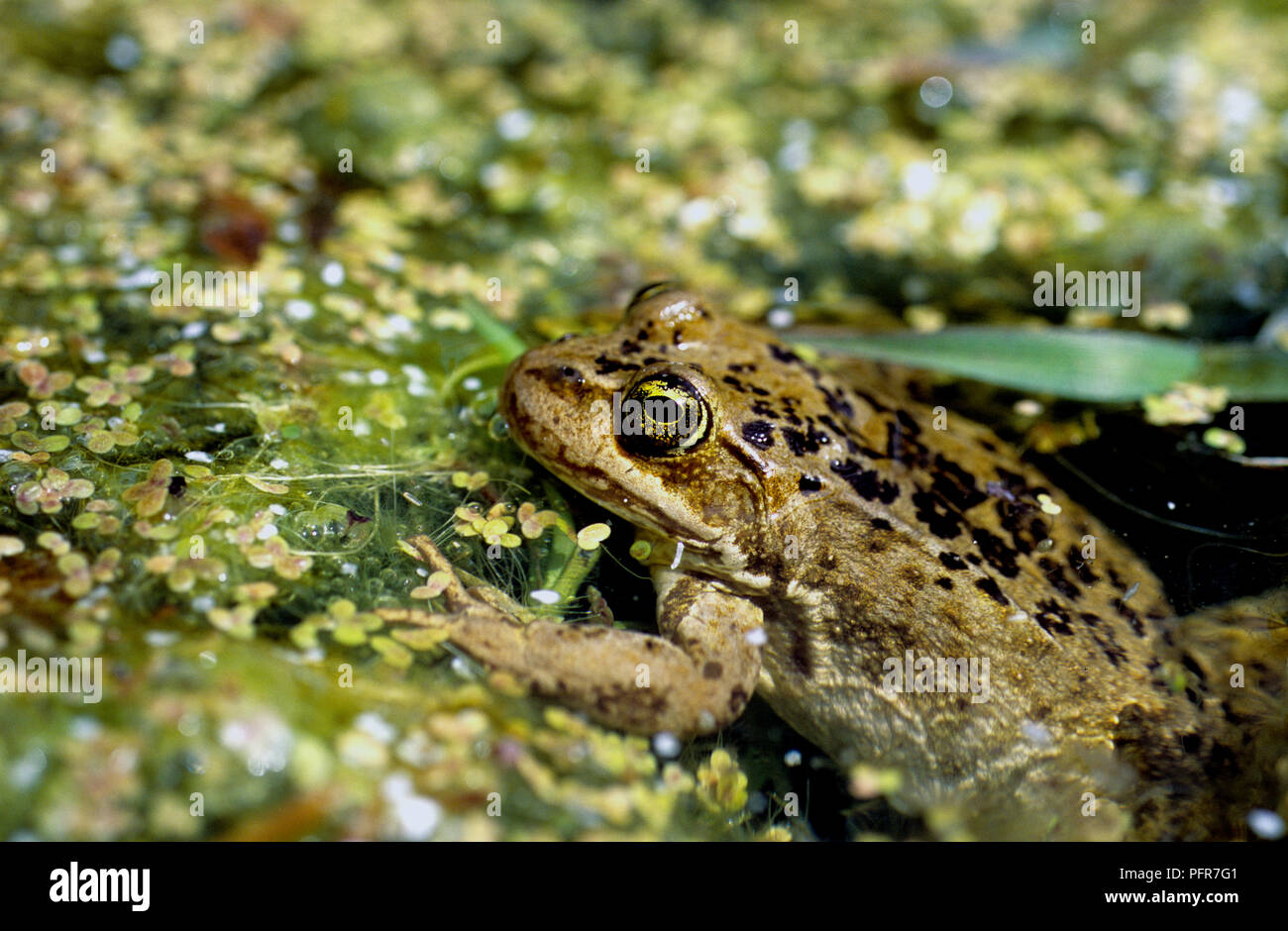 Columbia spotted-frog (Rana luteiventris) in a wetland in Owyhee County ...