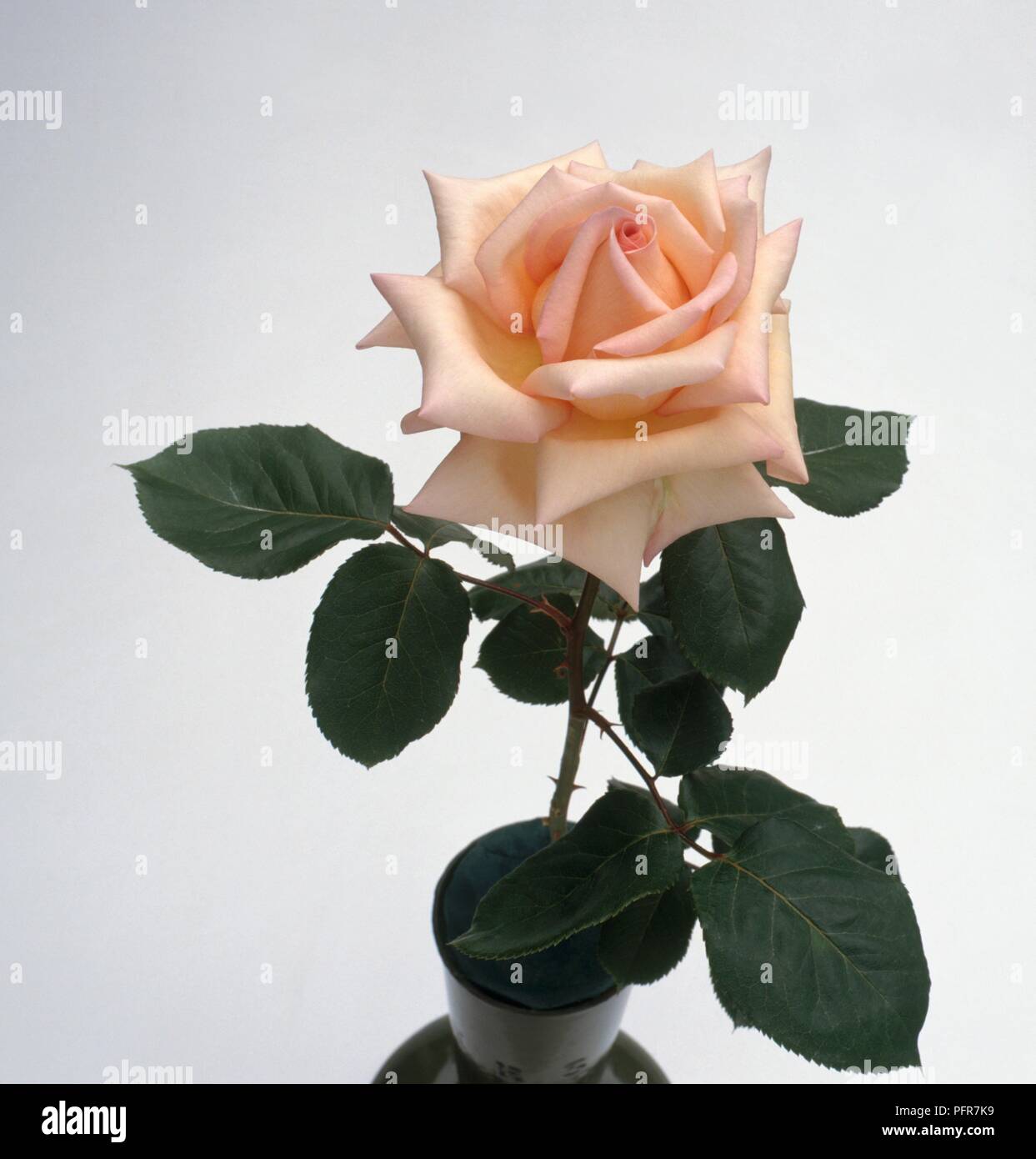 Pale pink rose Stock Photo - Alamy