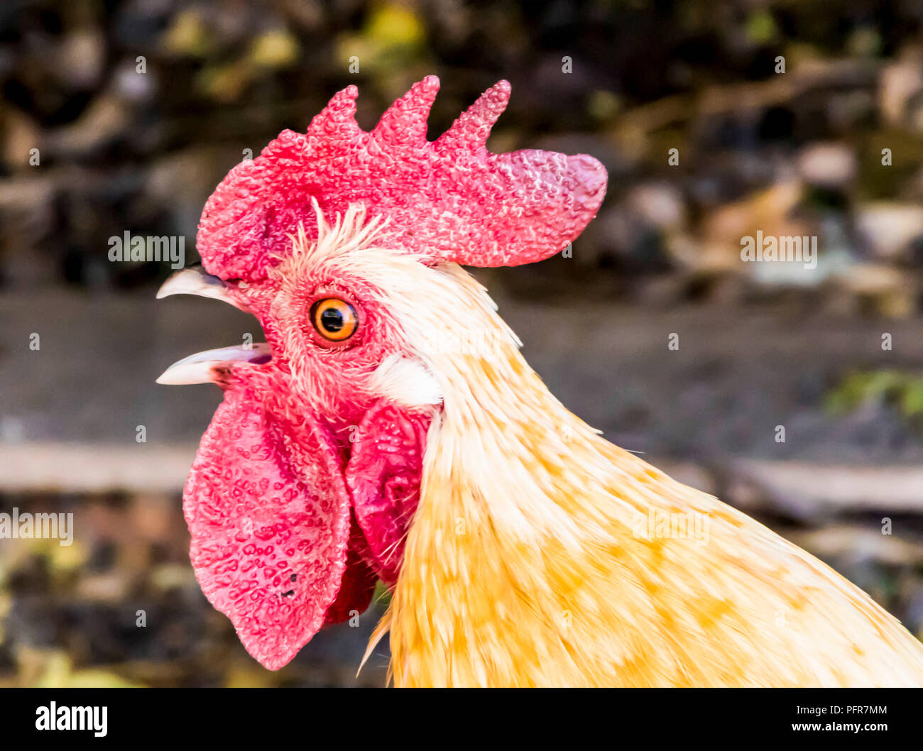 Yellow Rooster with its mouth open Stock Photo - Alamy