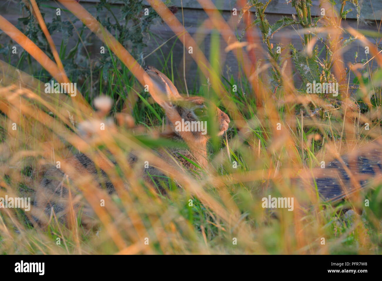 Rabbit camouflage hi-res stock photography and images - Alamy