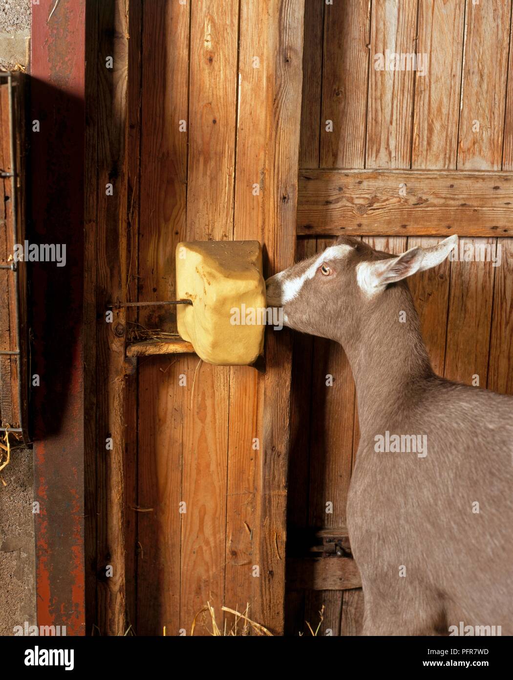 Goat licking block of minerals in goat house Stock Photo - Alamy