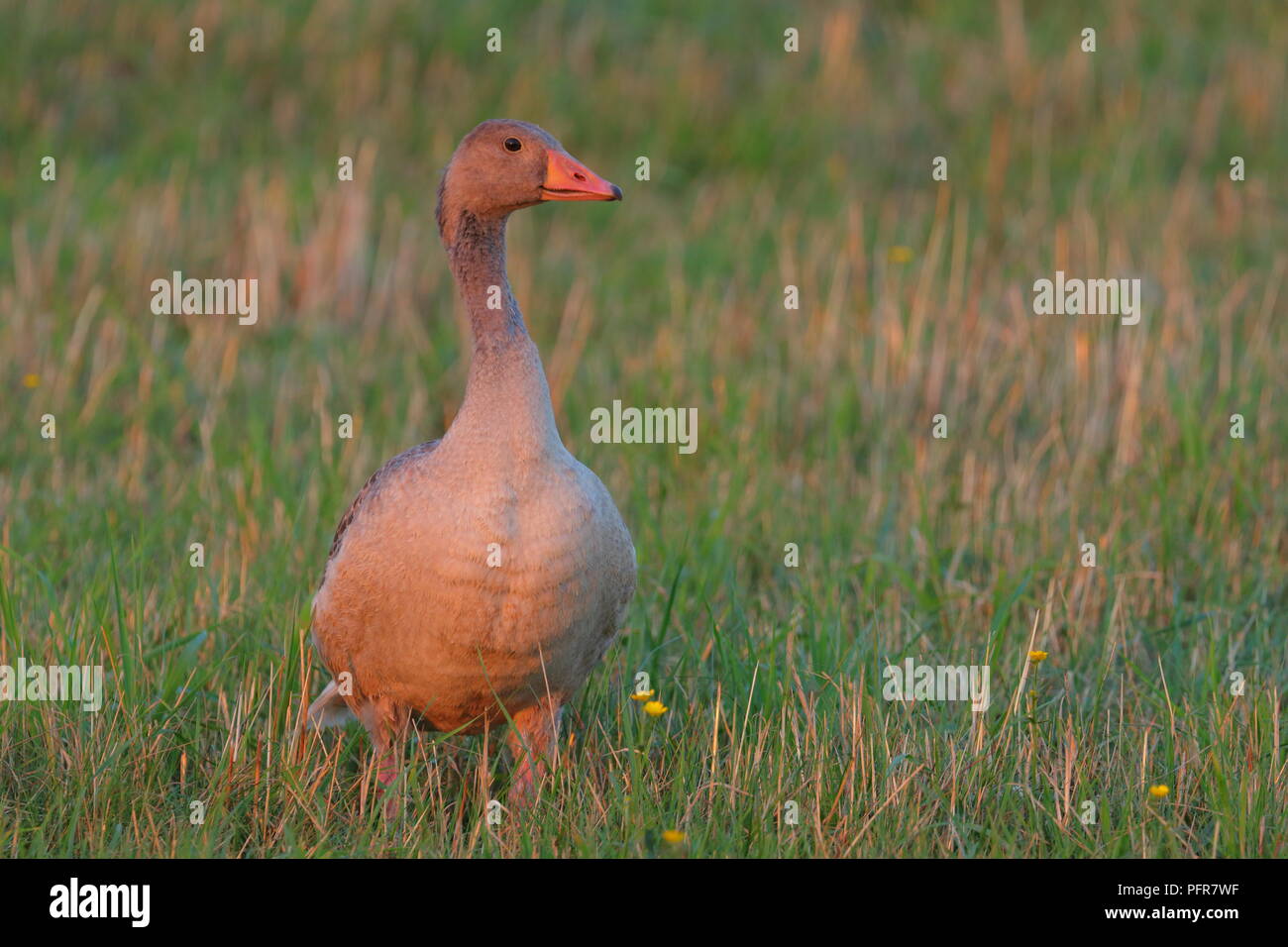 Rspb nature park hi-res stock photography and images - Alamy