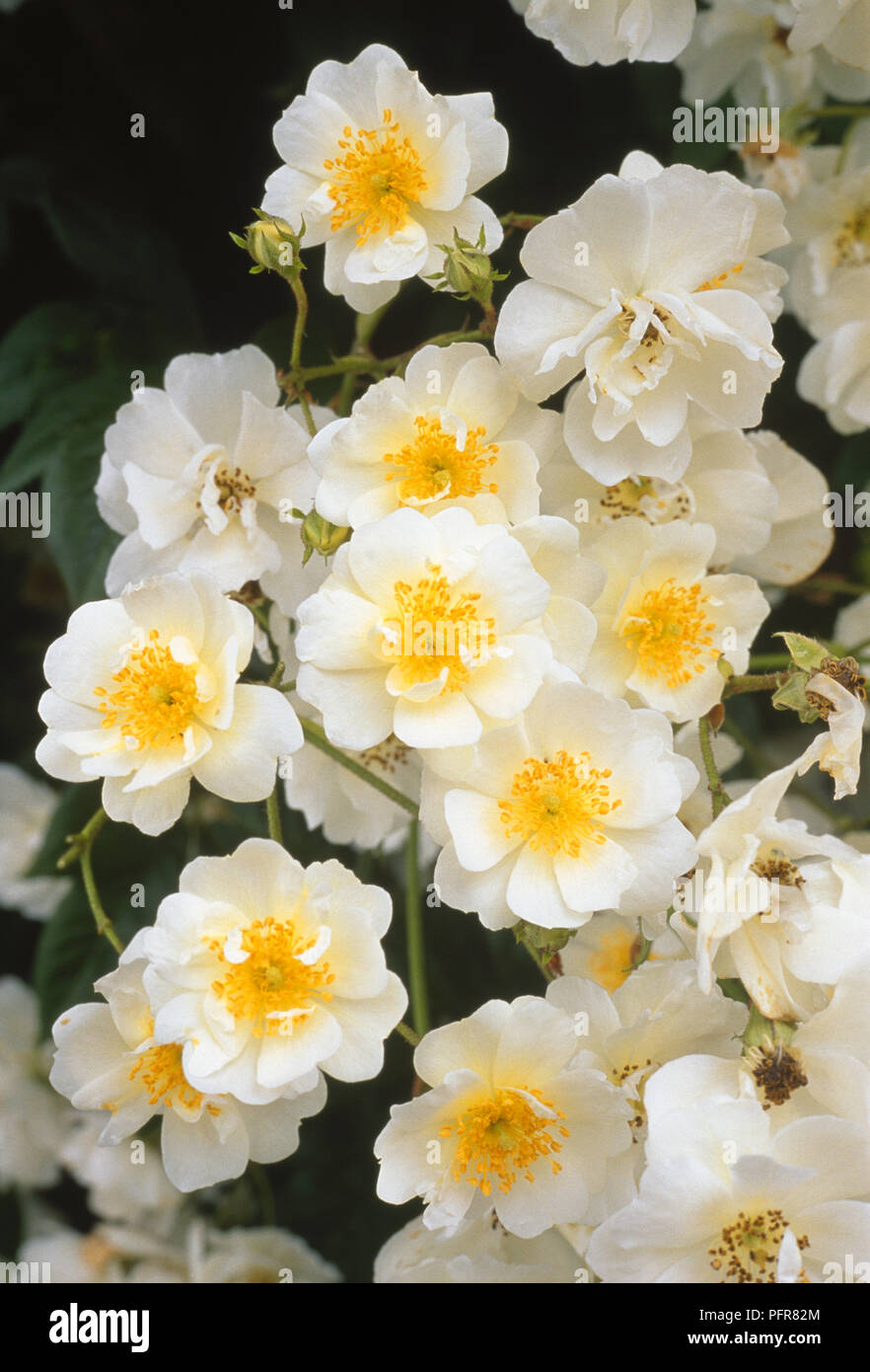 Cluster of white Rosa 'Seagull' flowers, yellow at centre, and emerging ...