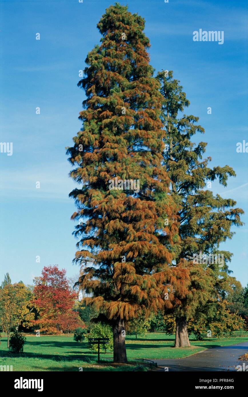 Taxodium distichum nutans hi-res stock photography and images - Alamy