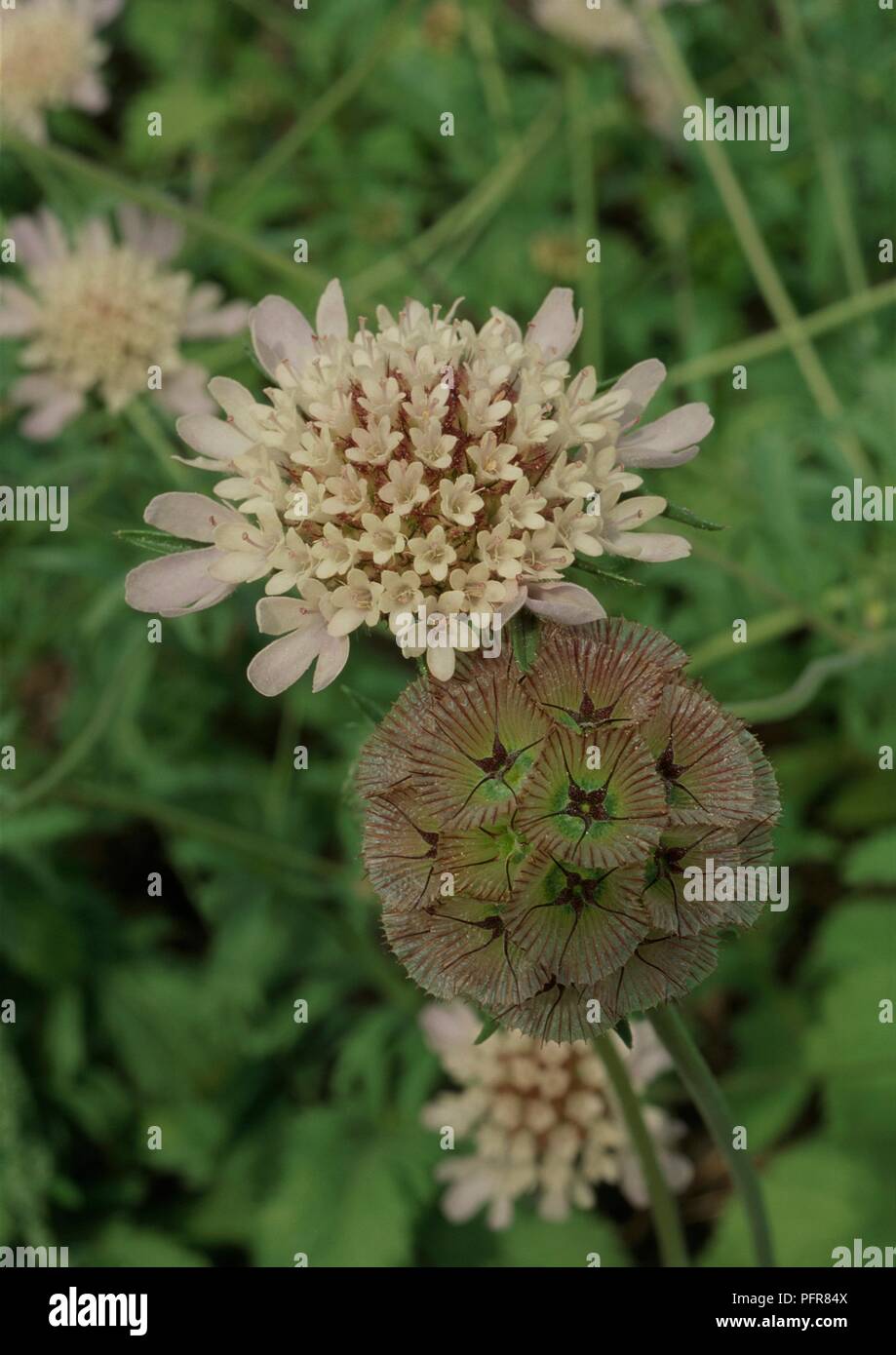 Flowers from Scabiosa stellata 'Paper Moon' (Pincushion flower) close ...