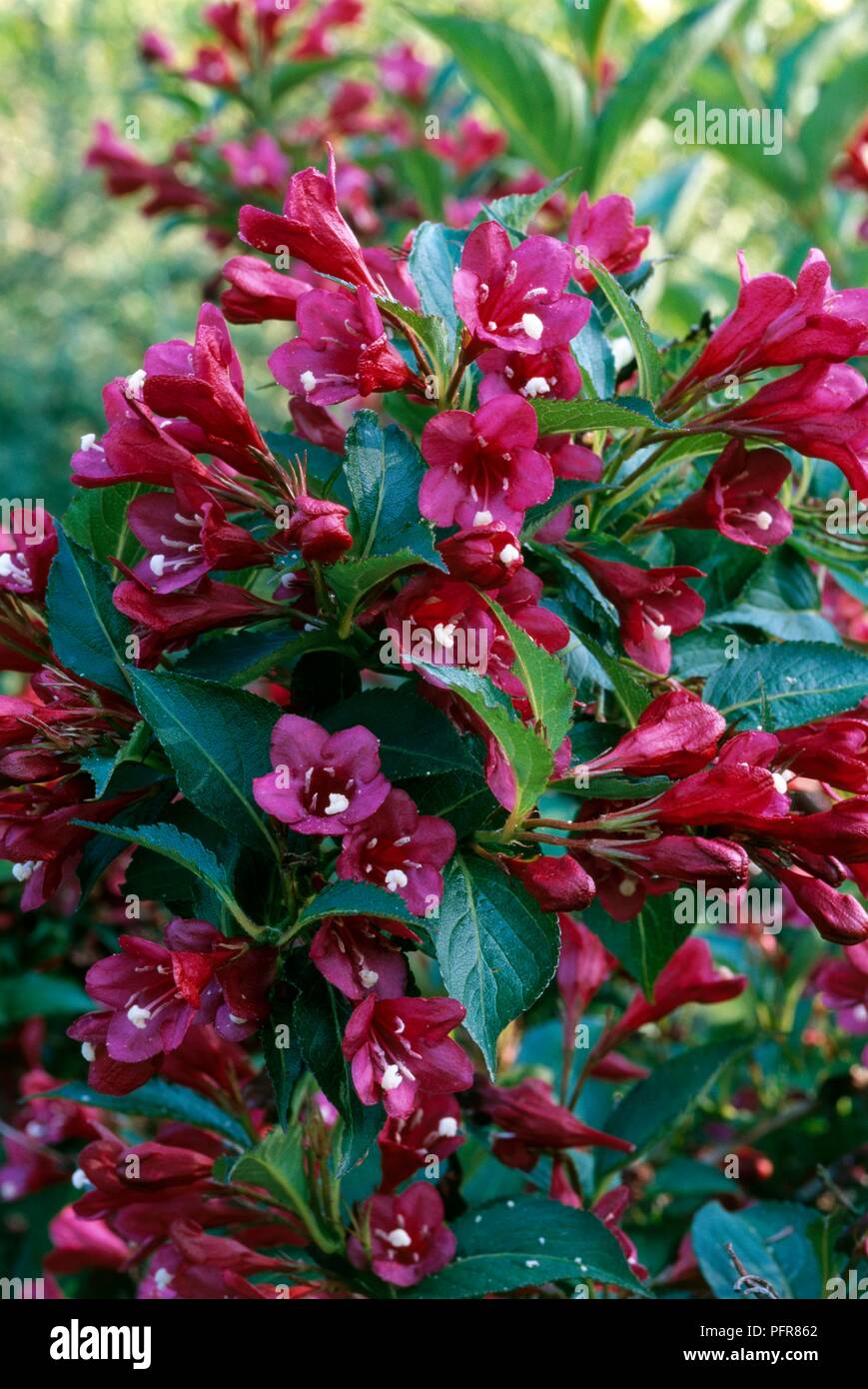 Weigela eva rathke hi-res stock photography and images - Alamy