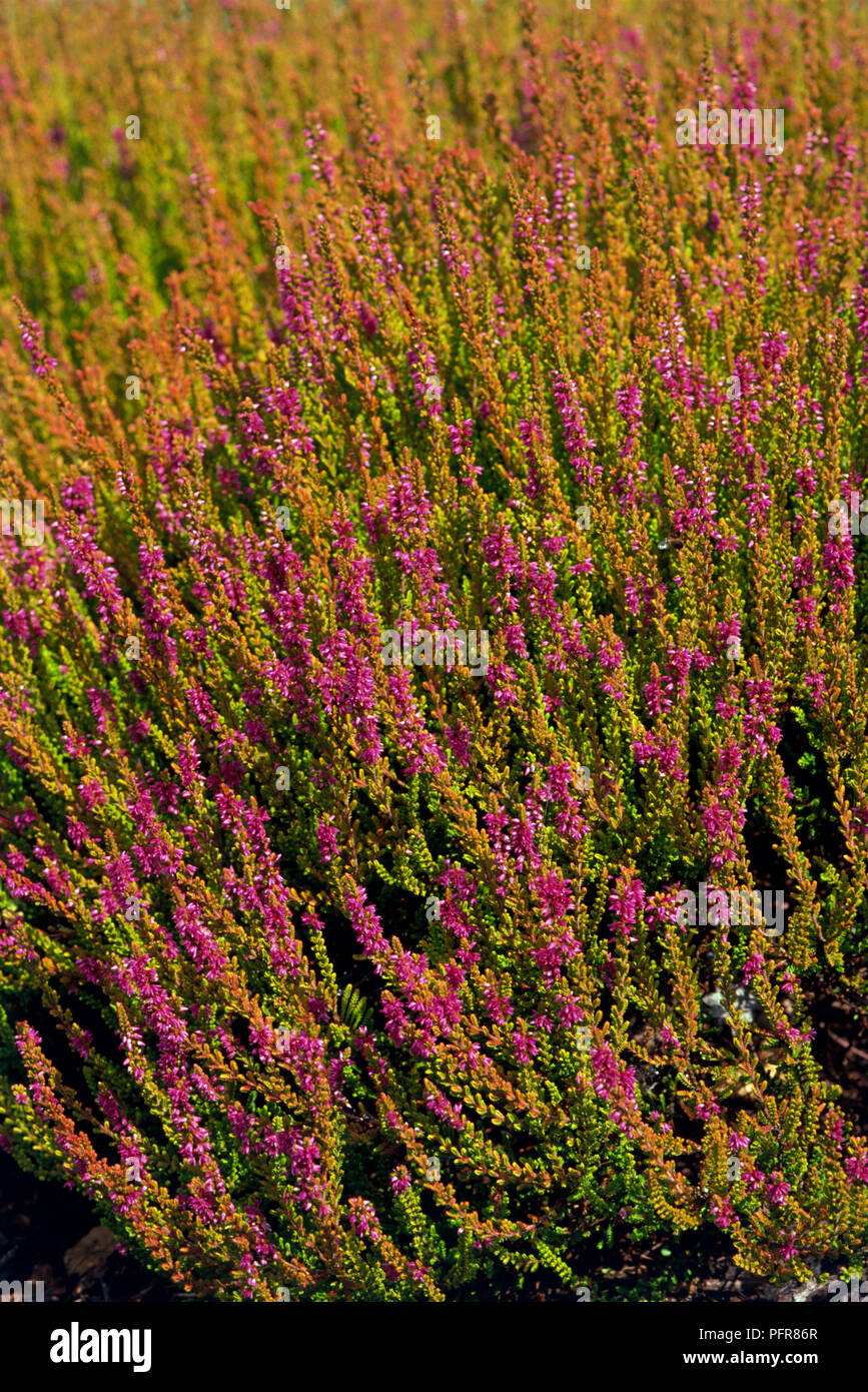 Calluna Vulgaris Firefly High Resolution Stock Photography and Images ...