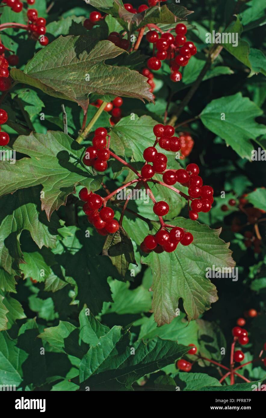 Viburnum opulus (Guelder Rose), red berries and leaves, close-up Stock ...