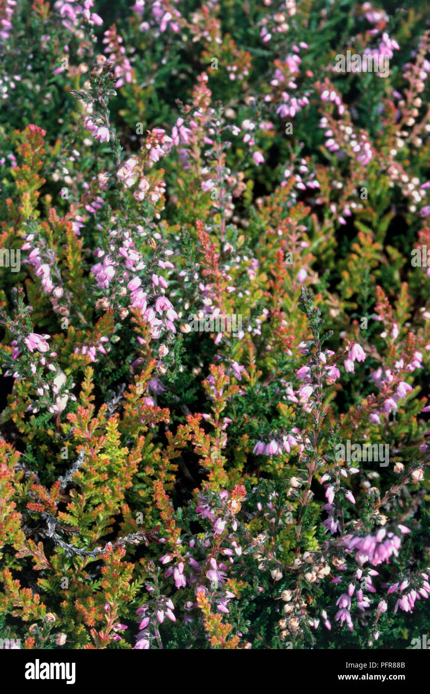 Calluna vulgaris 'Multicolor' (Ling, Scots Heather) with pink flowers ...