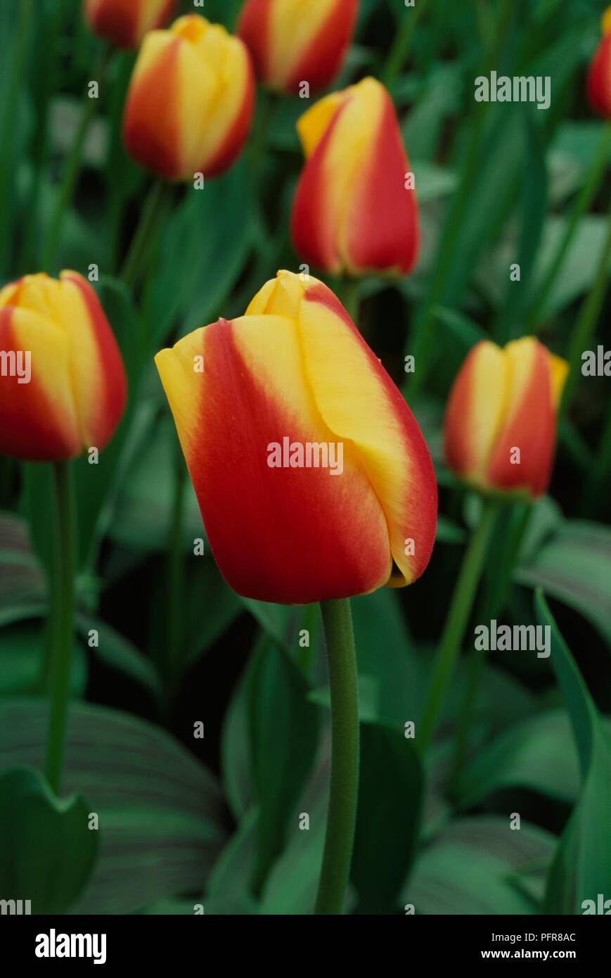 Oriental bicolour hi-res stock photography and images - Alamy