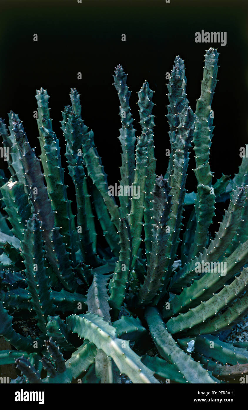 Caralluma joannis spiked succulent, close-up Stock Photo - Alamy