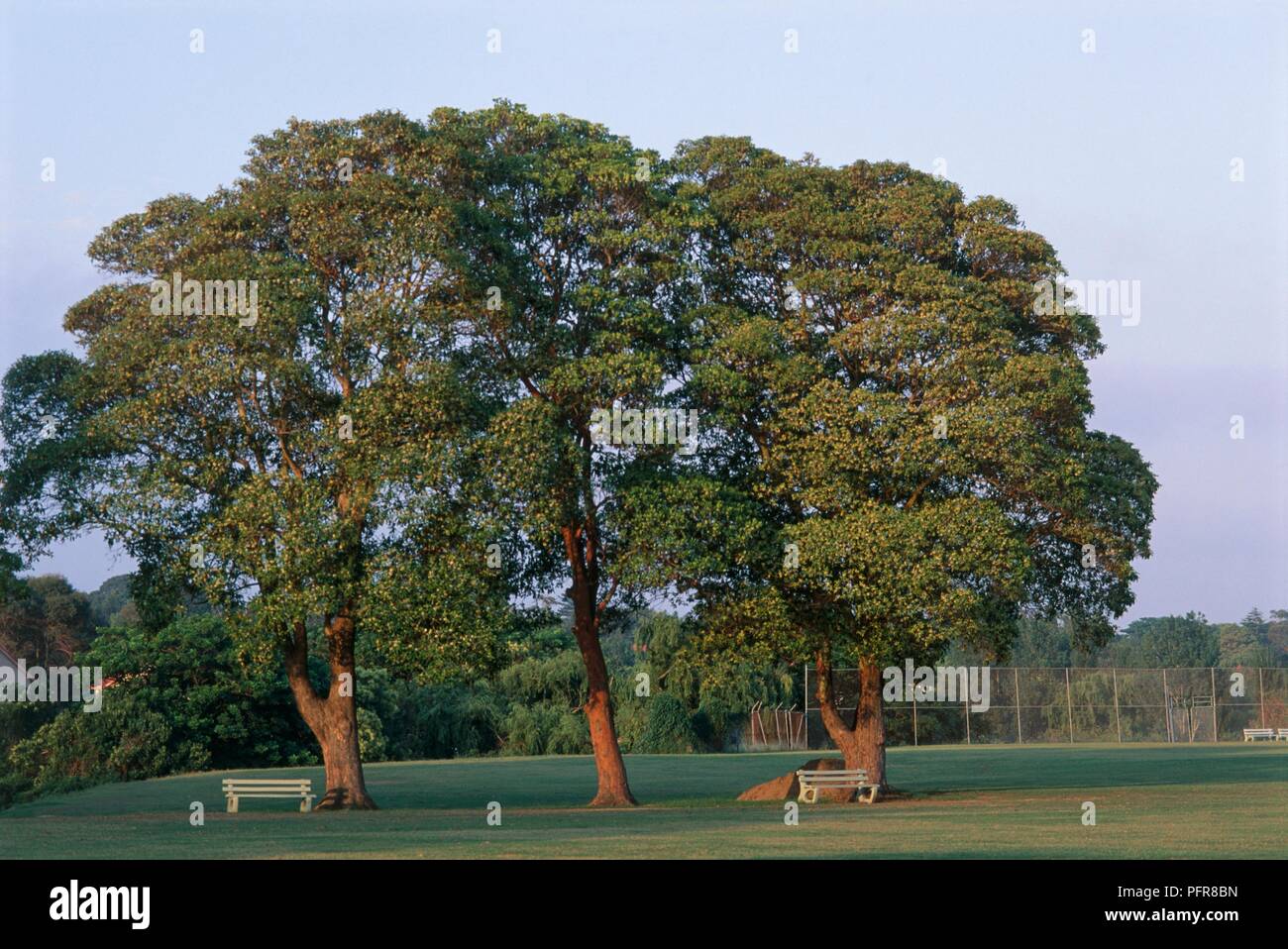 Lophostemon confertus hi-res stock photography and images - Alamy