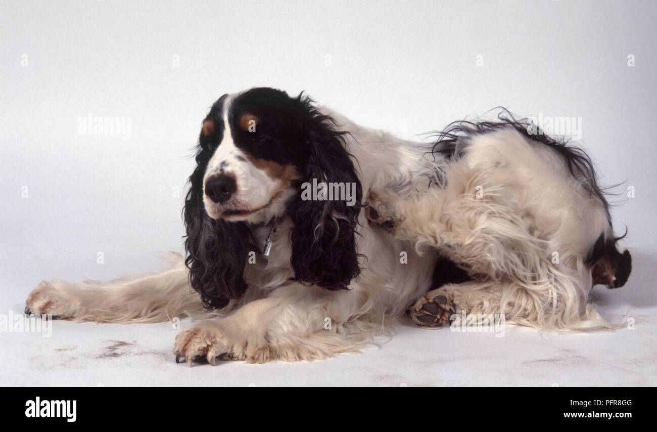 Cocker Spaniel using back leg to scratch shoulder Stock Photo - Alamy