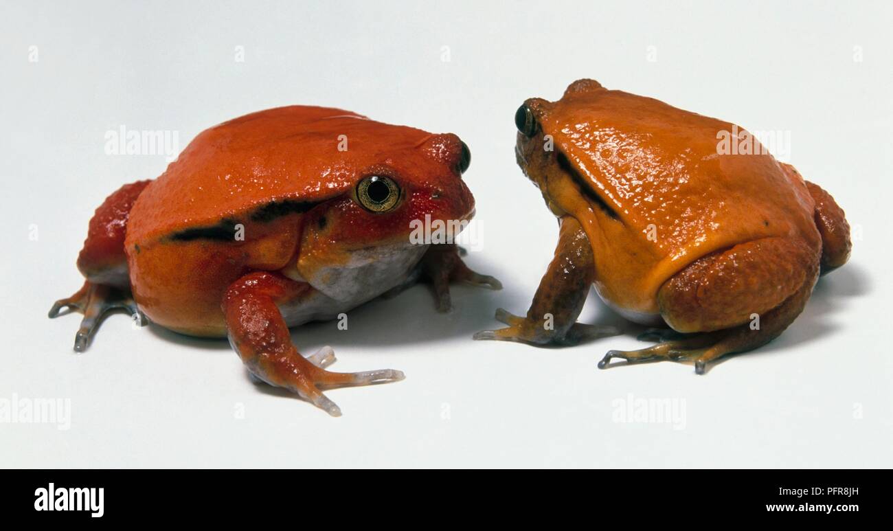 Tomato frogs hi-res stock photography and images - Alamy