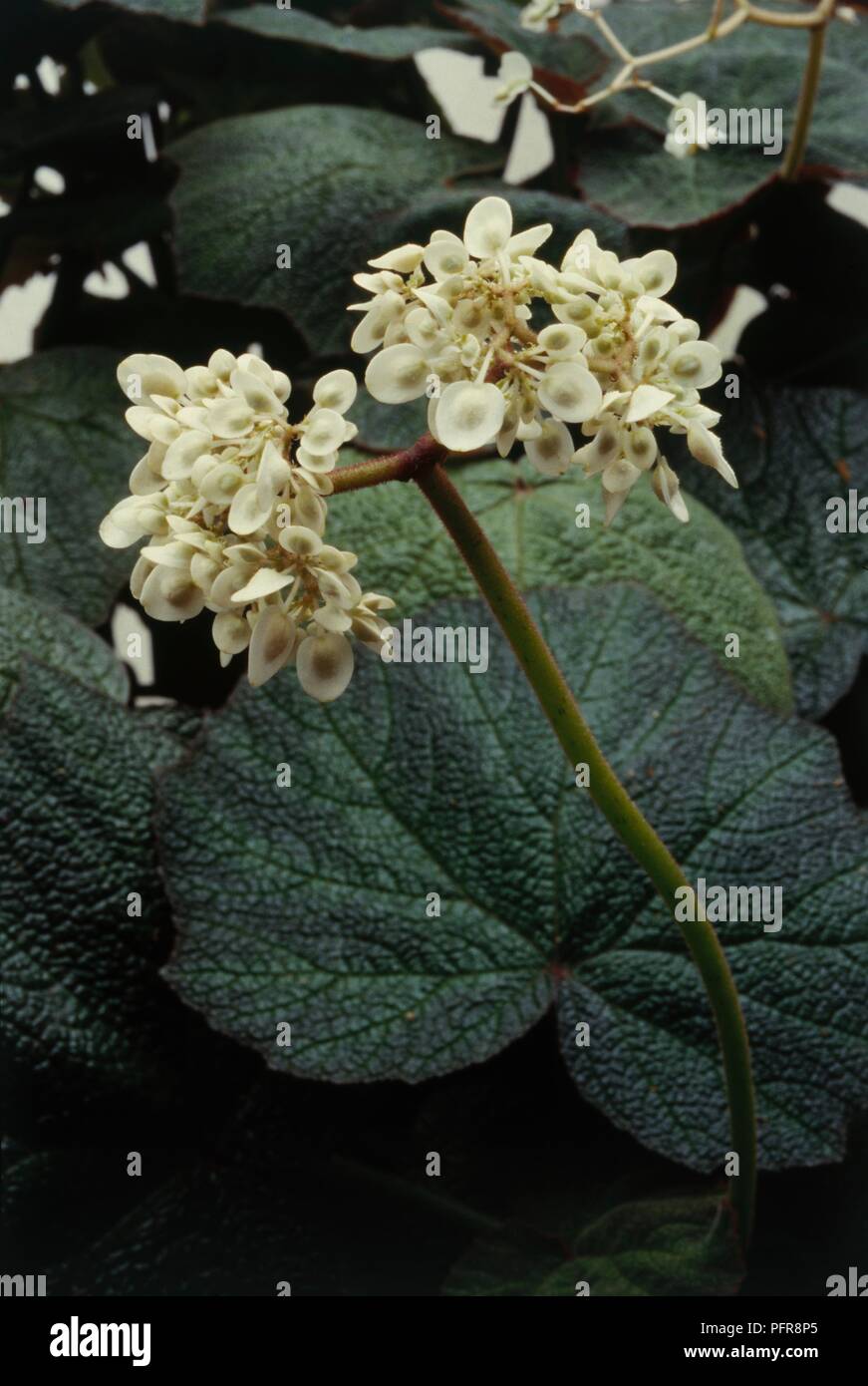 Begonia 'Boomer', clusters of white flowers on long stem, green leaves ...