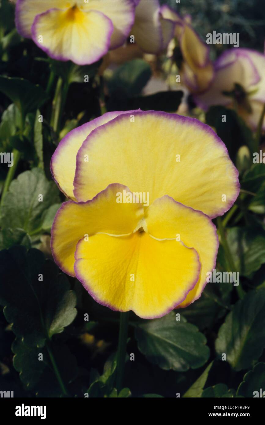 Yellow edged leaf hi-res stock photography and images - Alamy