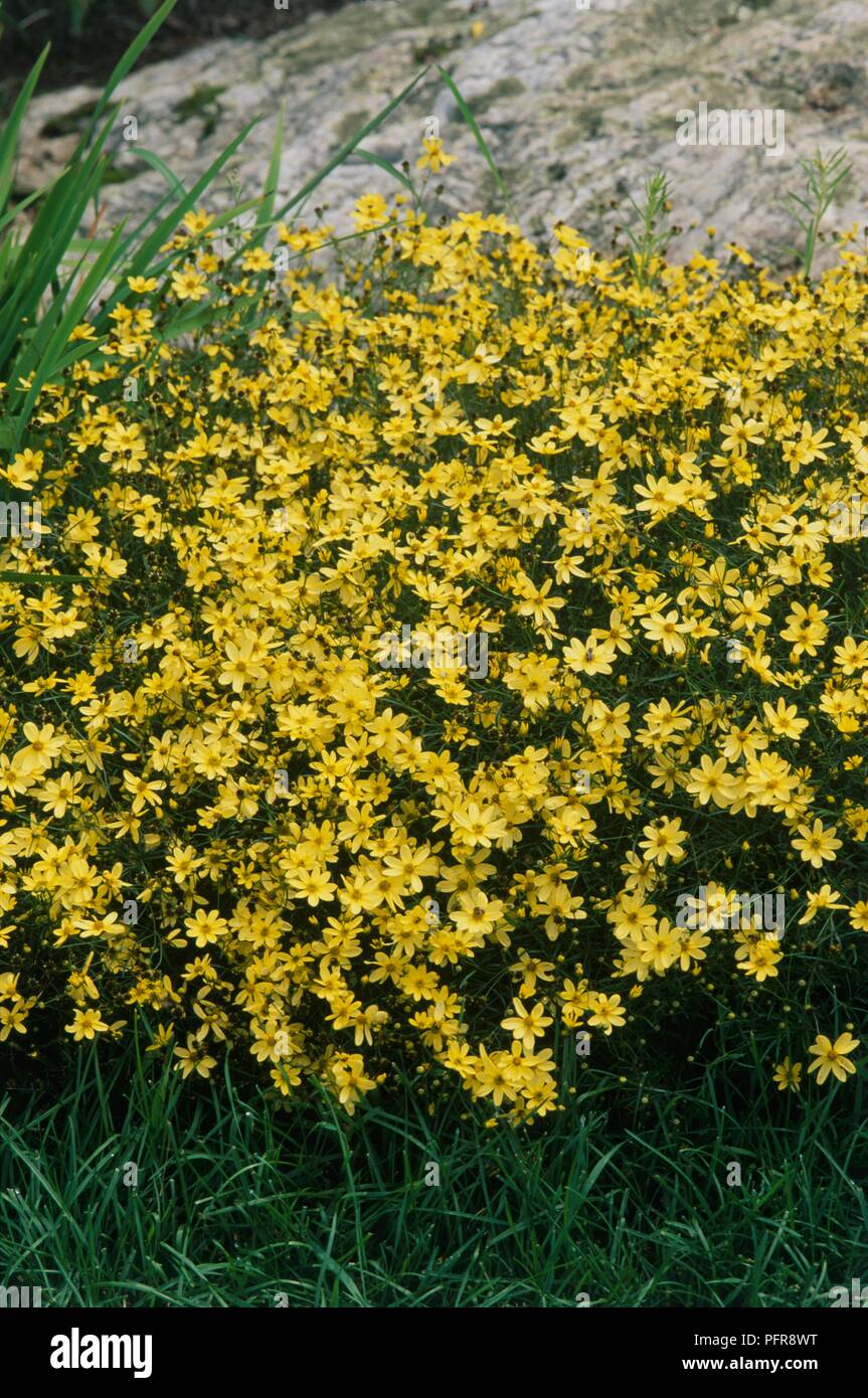 Yellow flowers from Coreopsis 'Moonbeam' (Tickseed Stock Photo - Alamy