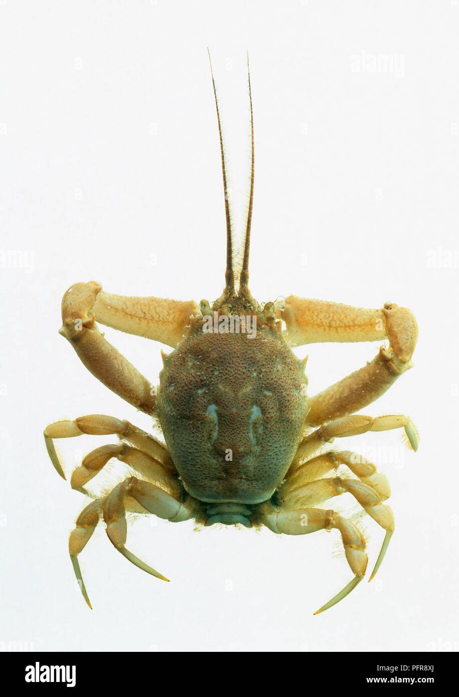 Masked crab (Corystes cassivelaunus) on white background Stock Photo ...