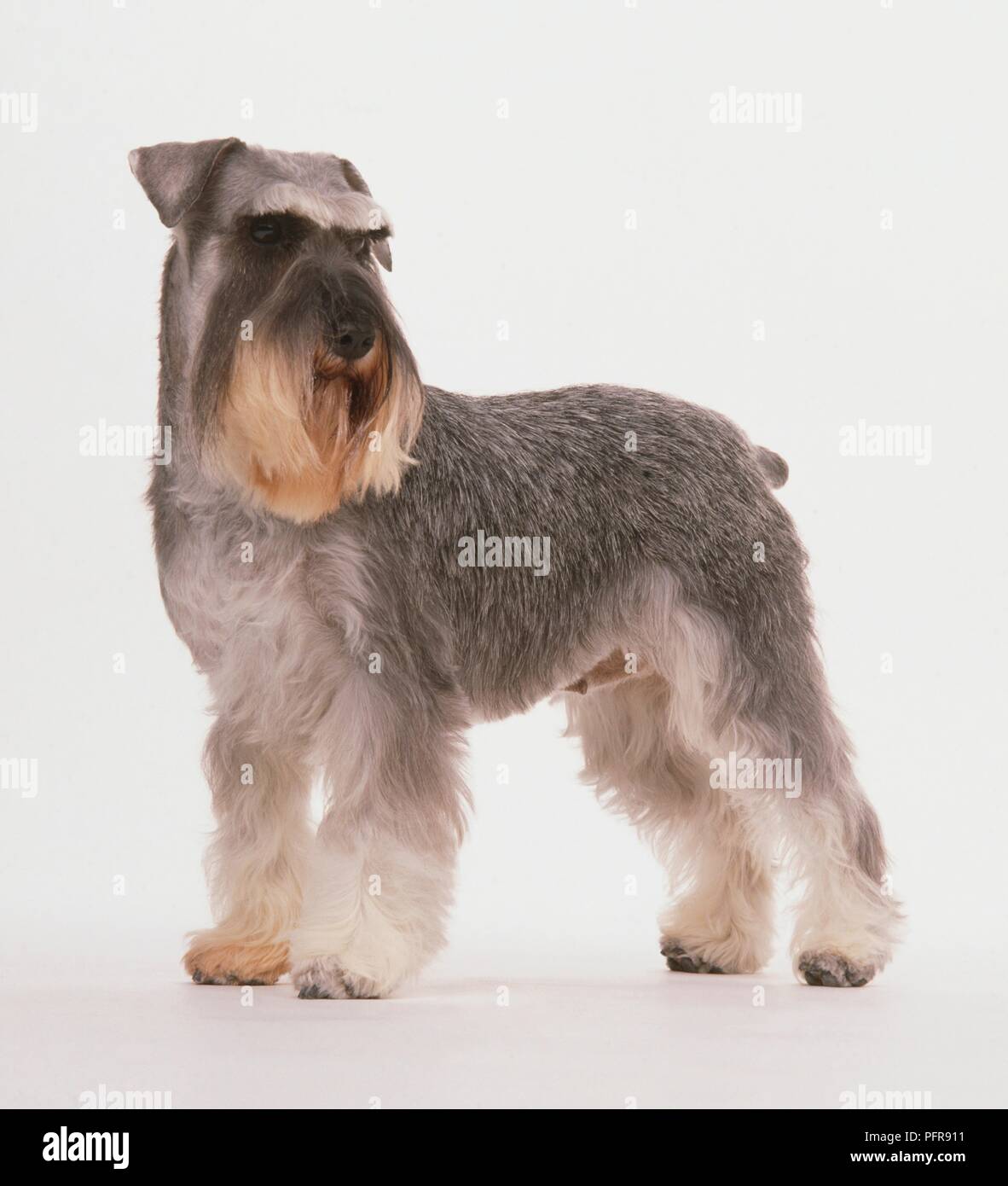 Miniature Schnauzer standing with its head turned away Stock Photo - Alamy