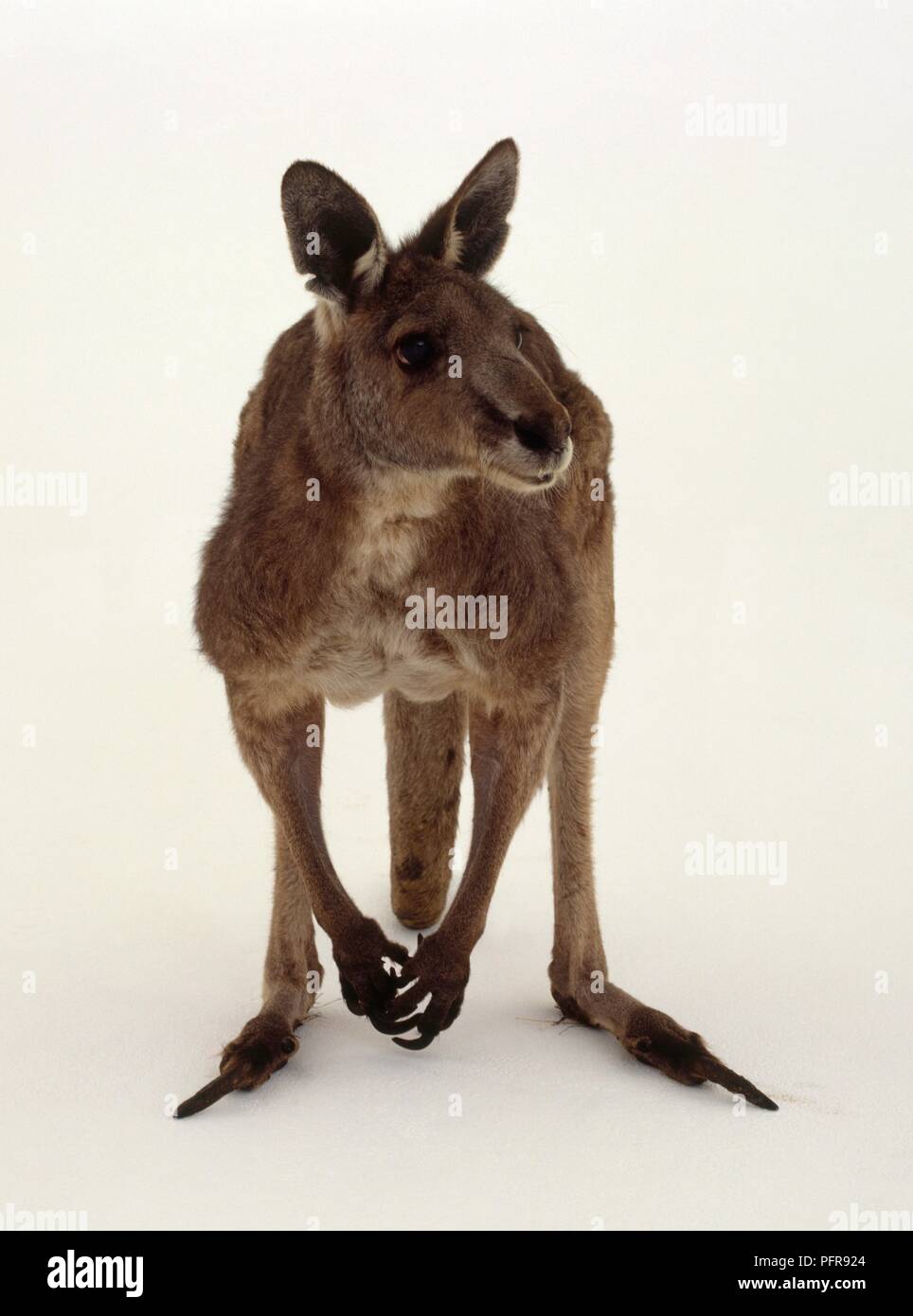 Cut out kangaroo hi-res stock photography and images - Alamy