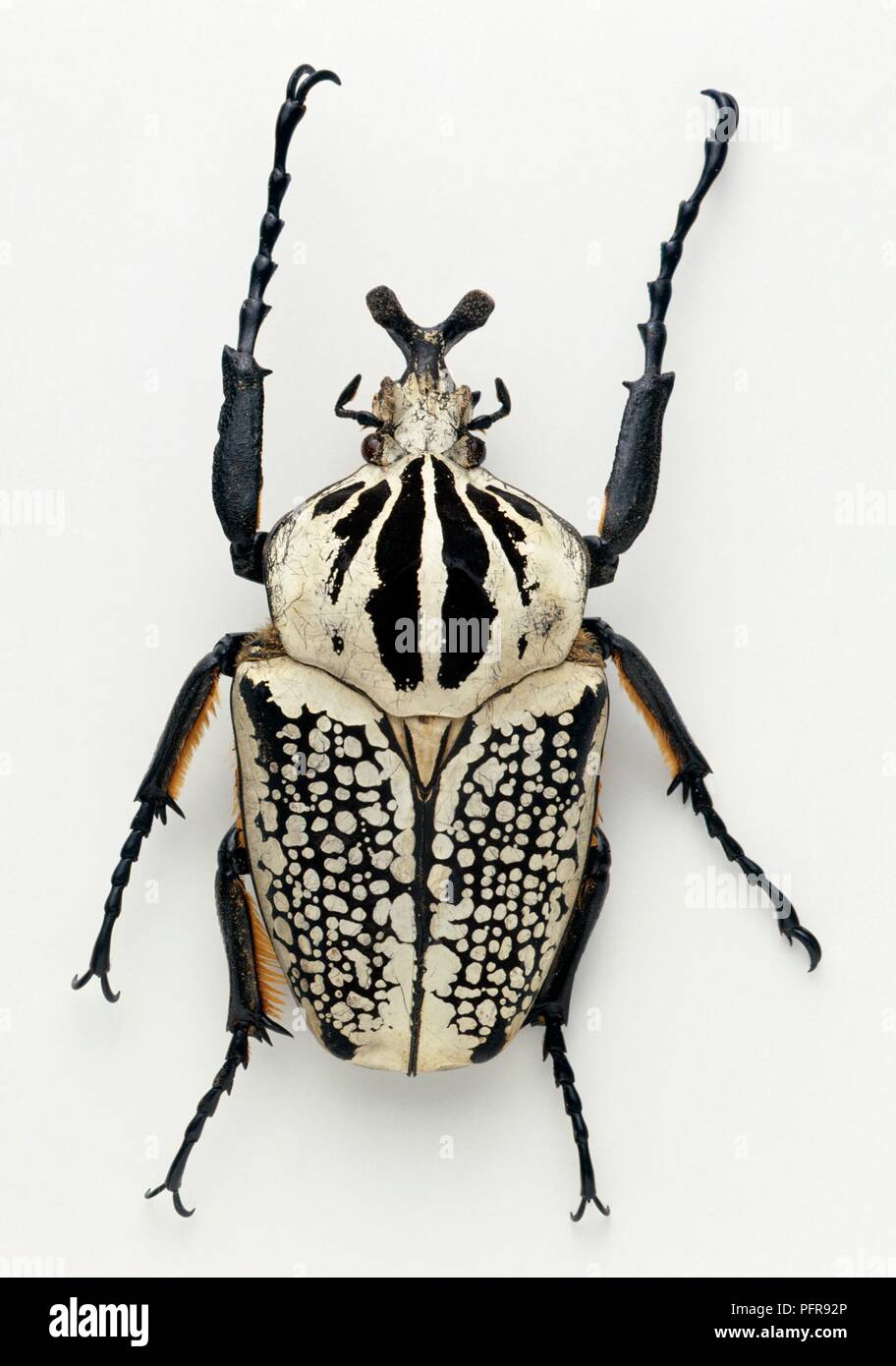 Goliath beetle hi-res stock photography and images - Alamy