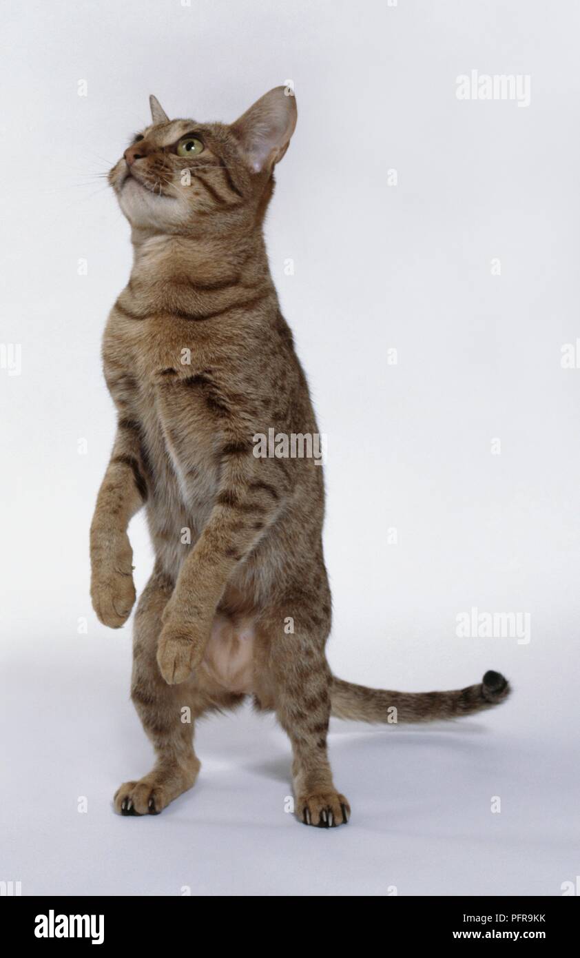 Chocolate ocicat standing up on hind legs Stock Photo - Alamy