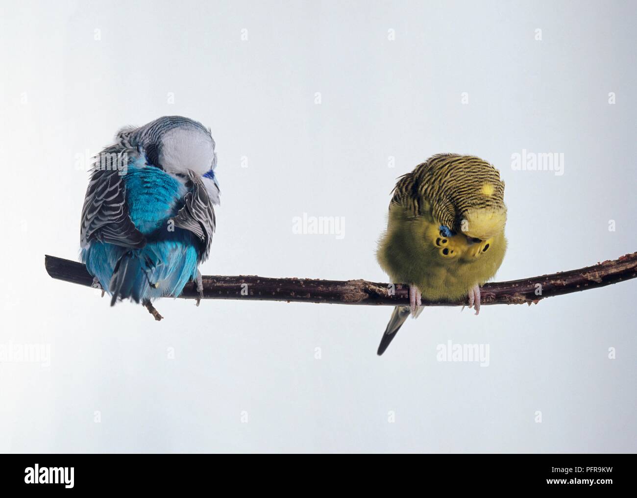 Budgies On Perch High Resolution Stock Photography and Images - Alamy