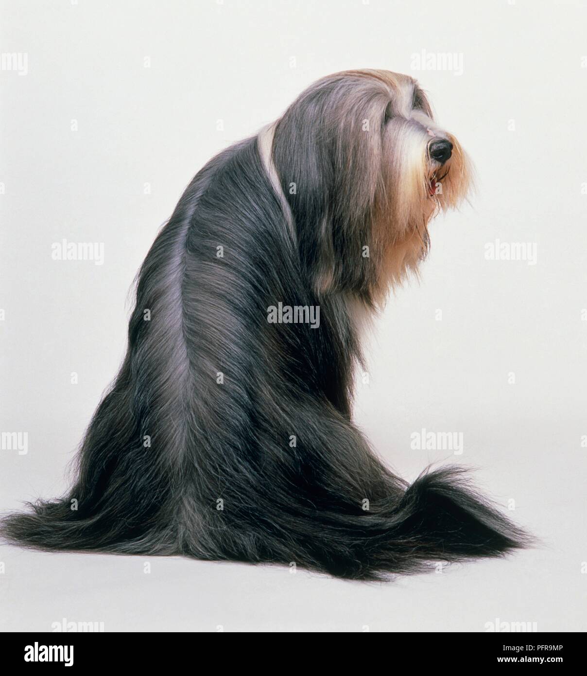 Long bearded hi-res stock photography and images - Alamy