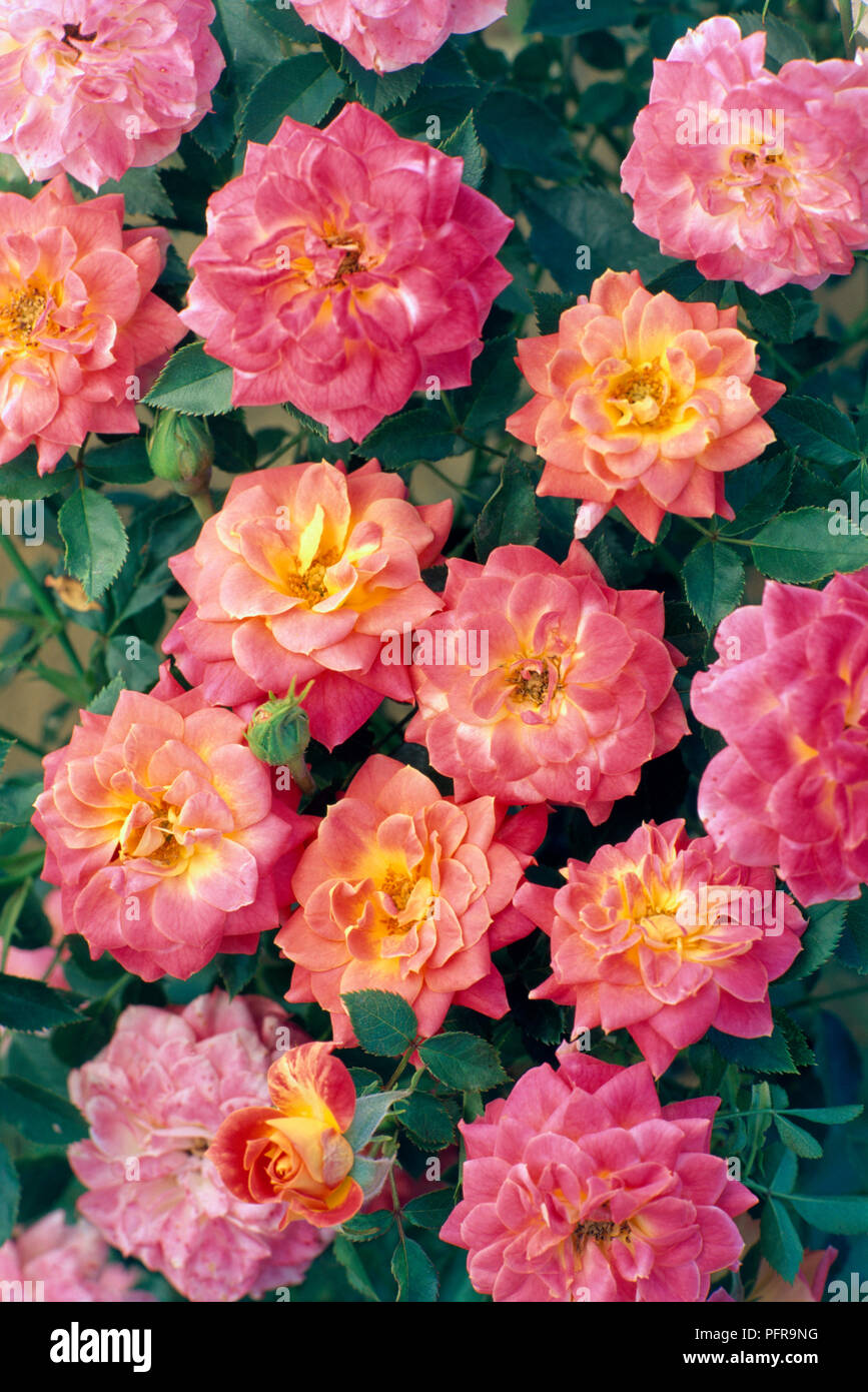 Deep pink Rosa 'Mandarin' roses with yellow at centre and green leaves ...