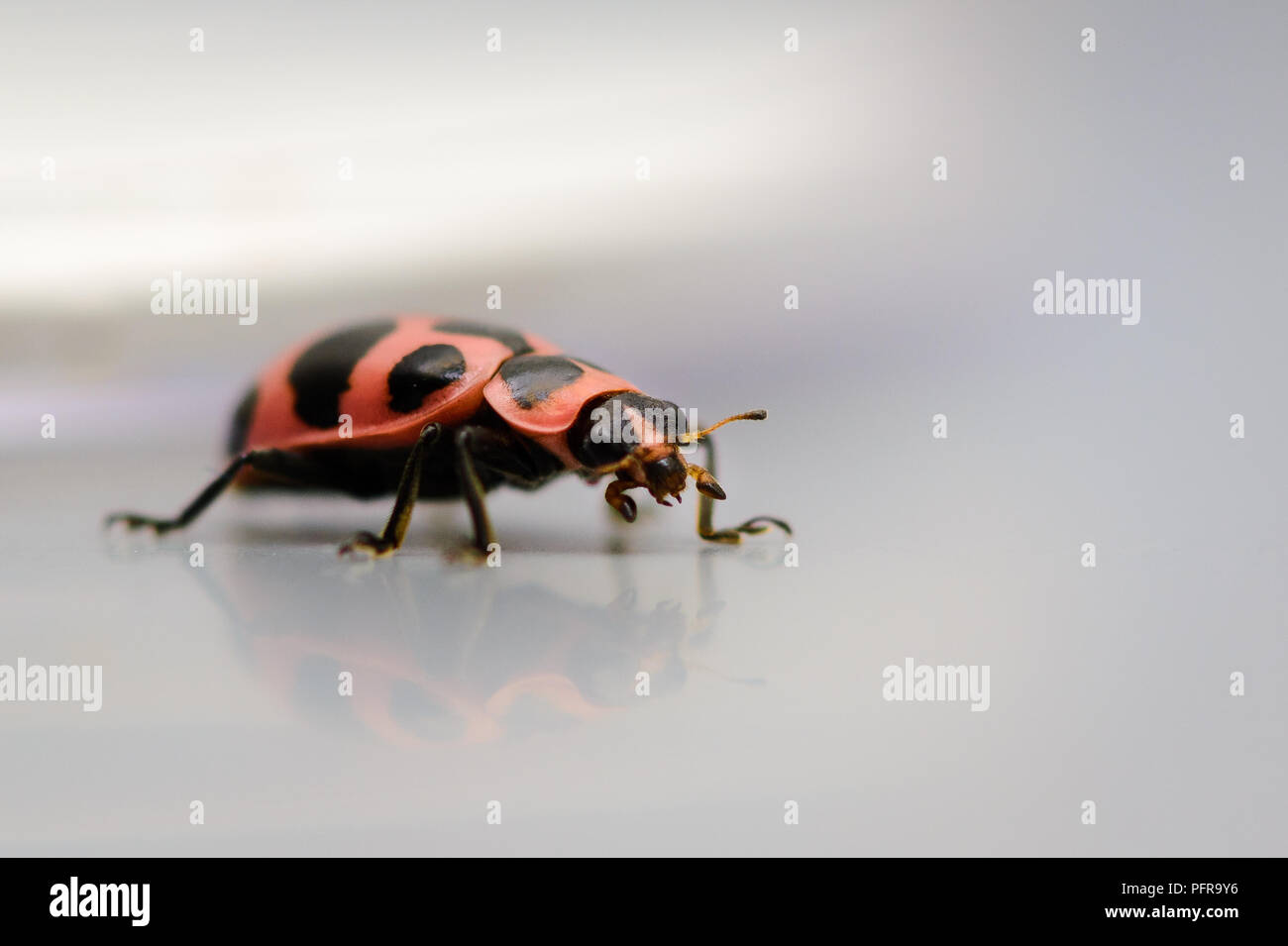 Pink lady bug walking Stock Photo - Alamy