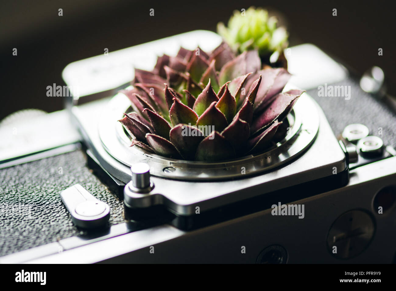 Vintage plant hi-res stock photography and images - Alamy