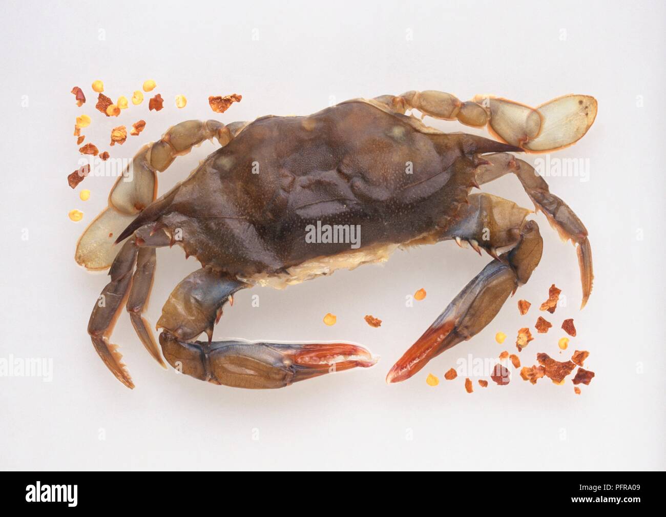 Whole fresh crab Stock Photo - Alamy